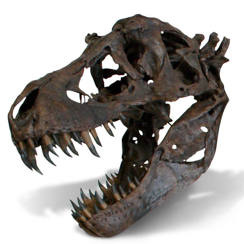 Prop Hire - Creature Events